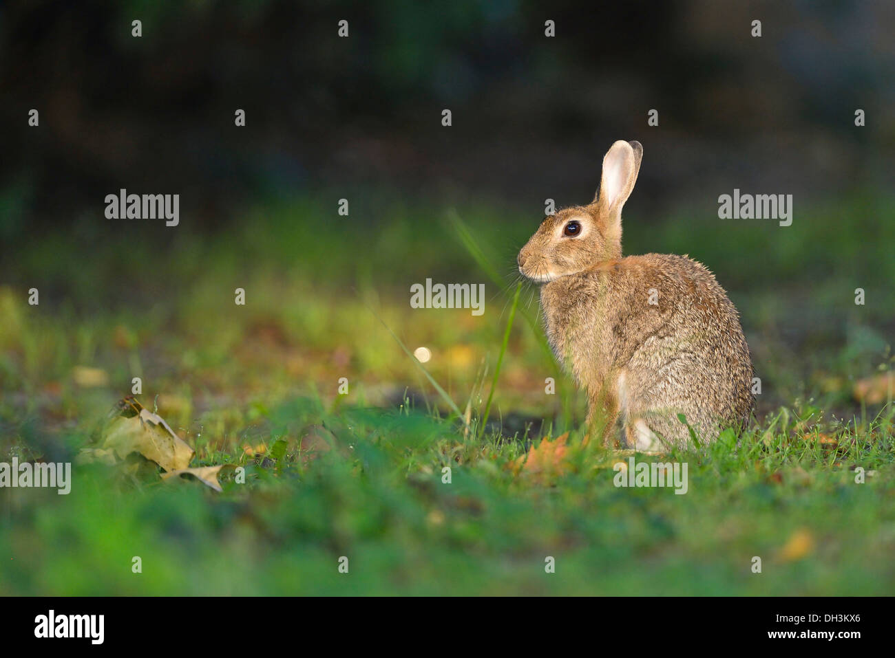European Rabbit or Common Rabbit (Oryctolagus cuniculus), Seewinkel ...