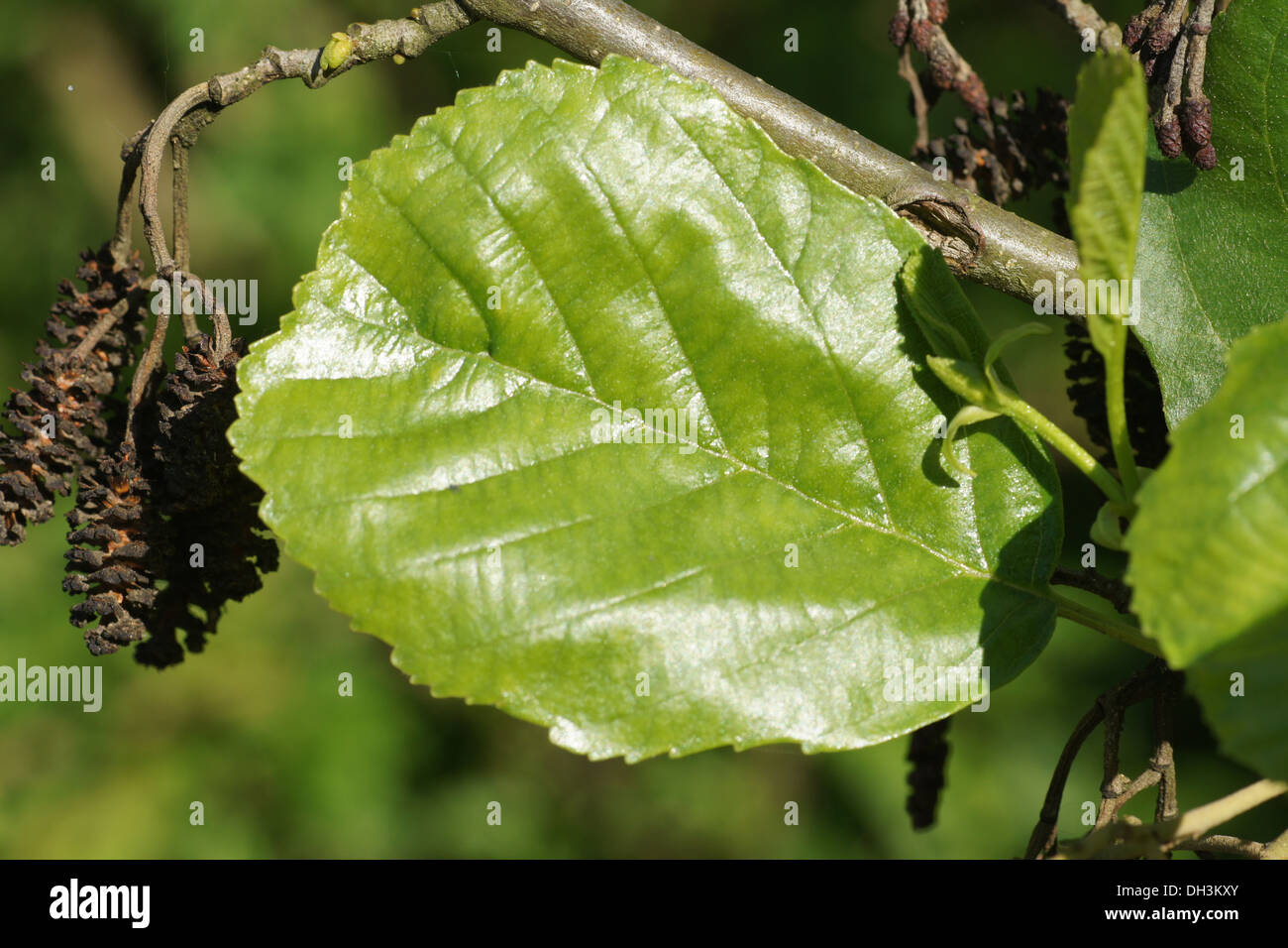 Alder pollen High Resolution Stock Photography and Images - Alamy