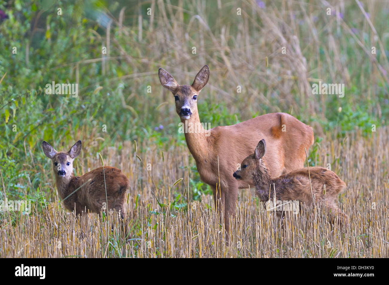 European Roe Deer (Capreolus capreolus), doe with two fawns, Upper ...