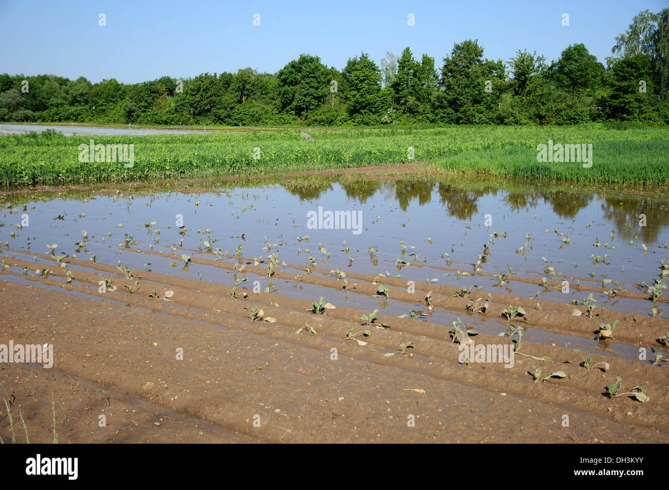 Flooded Cabbage Field Stock Photo - Alamy
