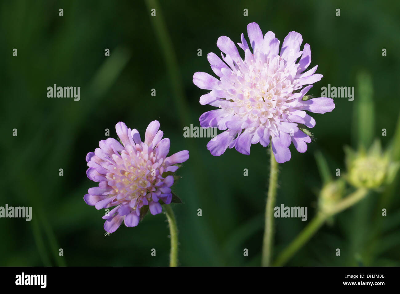 Widow flowers hi-res stock photography and images - Alamy