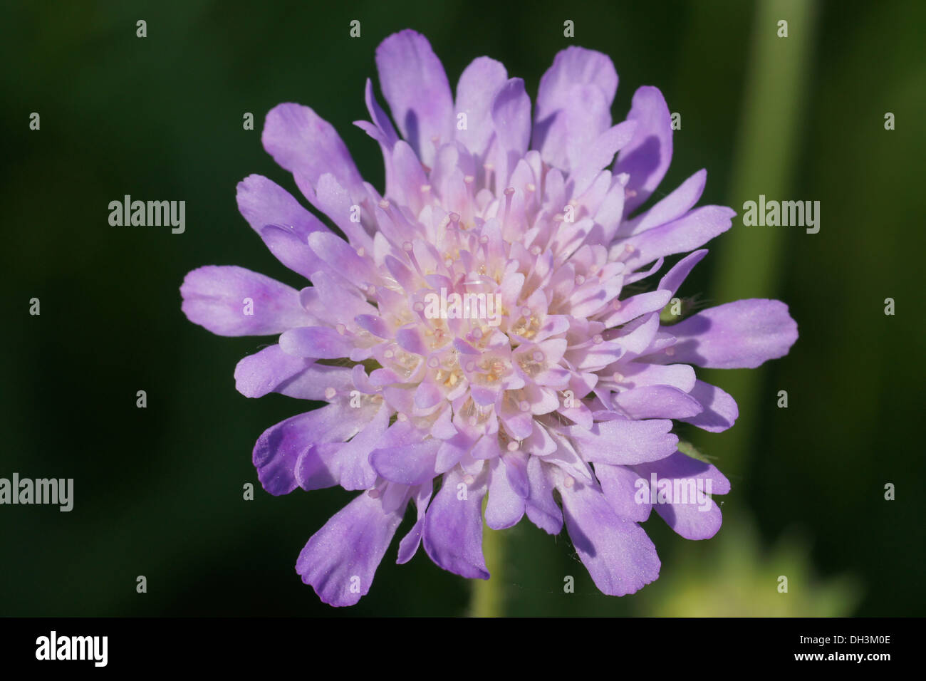 Widow flower hi-res stock photography and images - Alamy