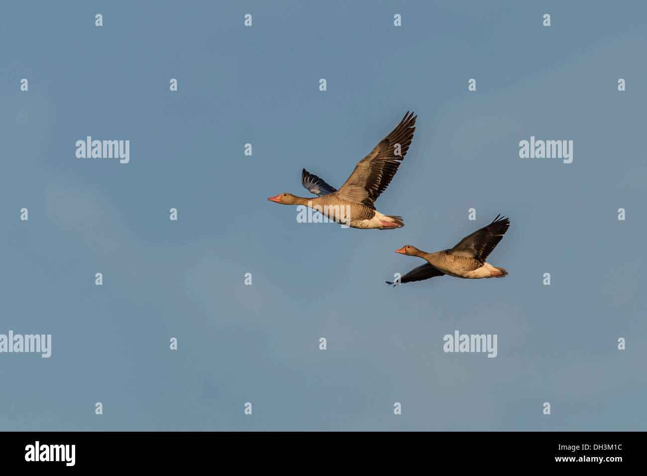 Two geese outside hi-res stock photography and images - Alamy