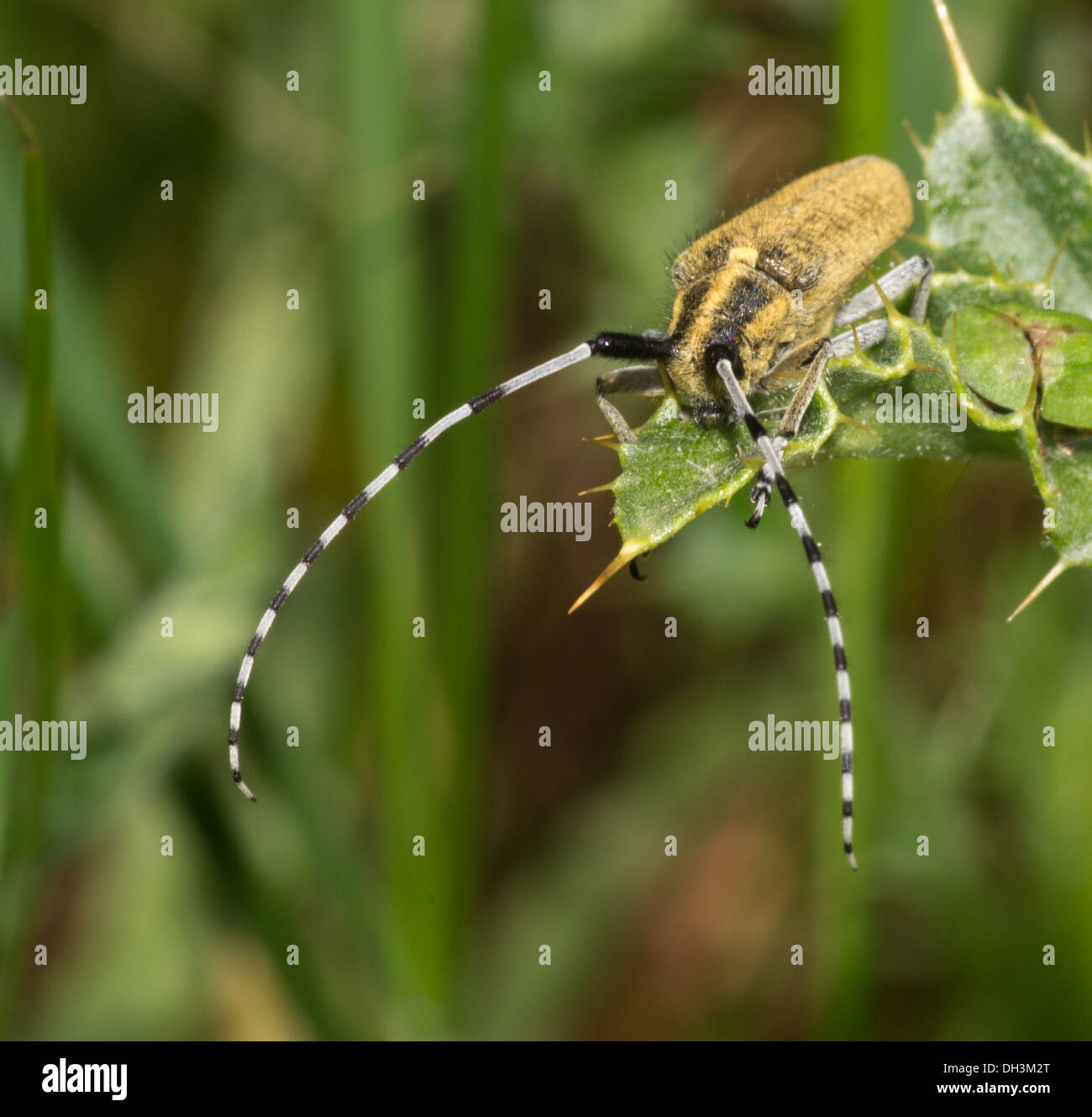 Golden-bloomed Grey Longhorn beetle Agapanthia villososviridescens ...