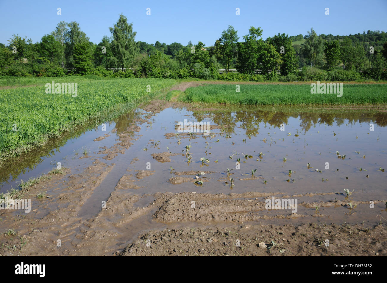 Cabbage-Field with flood Stock Photo - Alamy