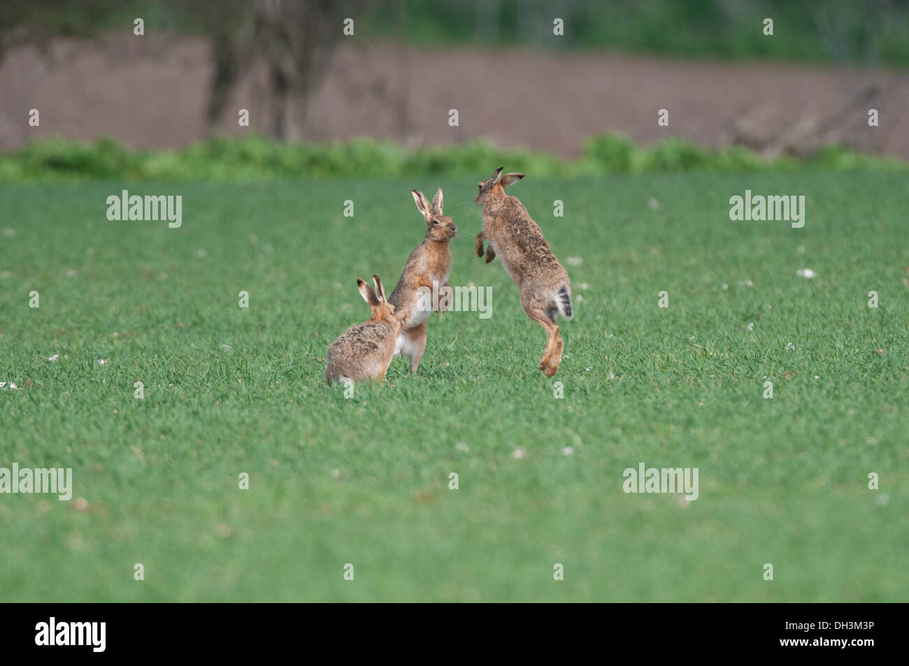 Boxing hares hi-res stock photography and images - Alamy