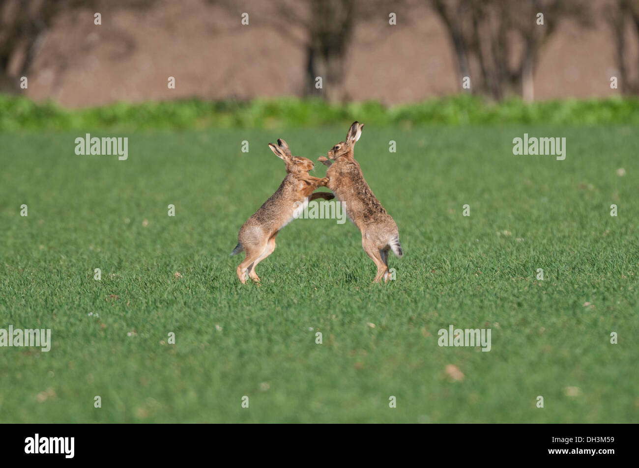 Boxing hares hi-res stock photography and images - Alamy