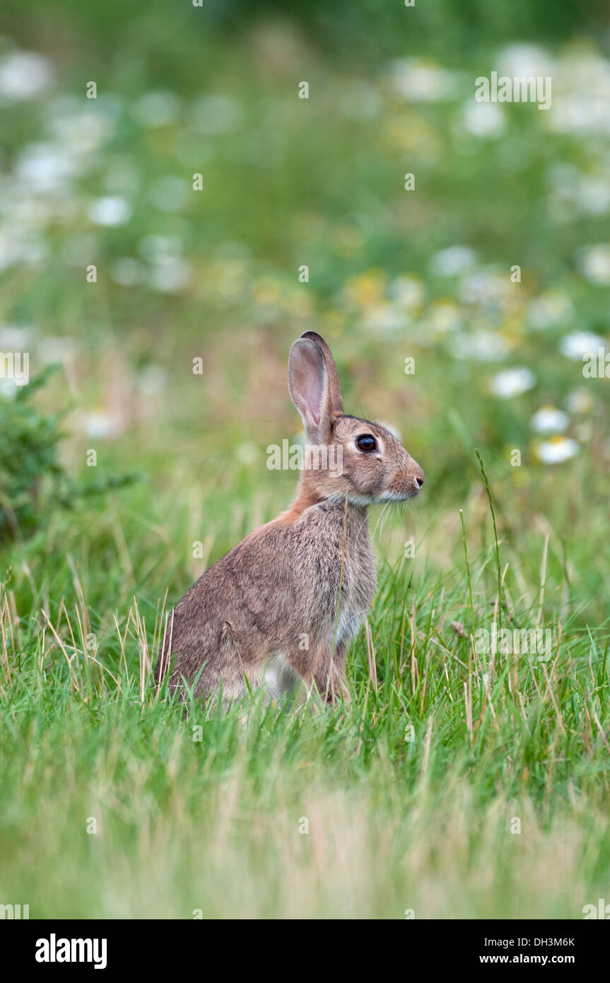 Rabbit habitat hi-res stock photography and images - Alamy