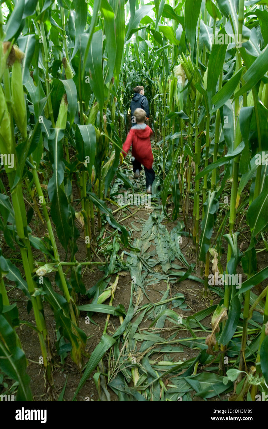 Child corn maze hi-res stock photography and images - Alamy