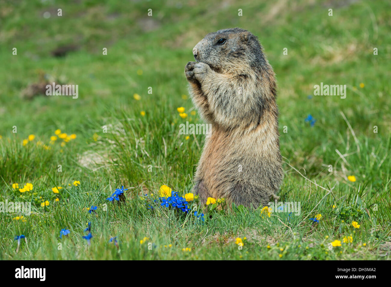 Alpine Marmot (Marmota marmota), feeding, High Tauern National Park, Austria Stock Photo - Alamy