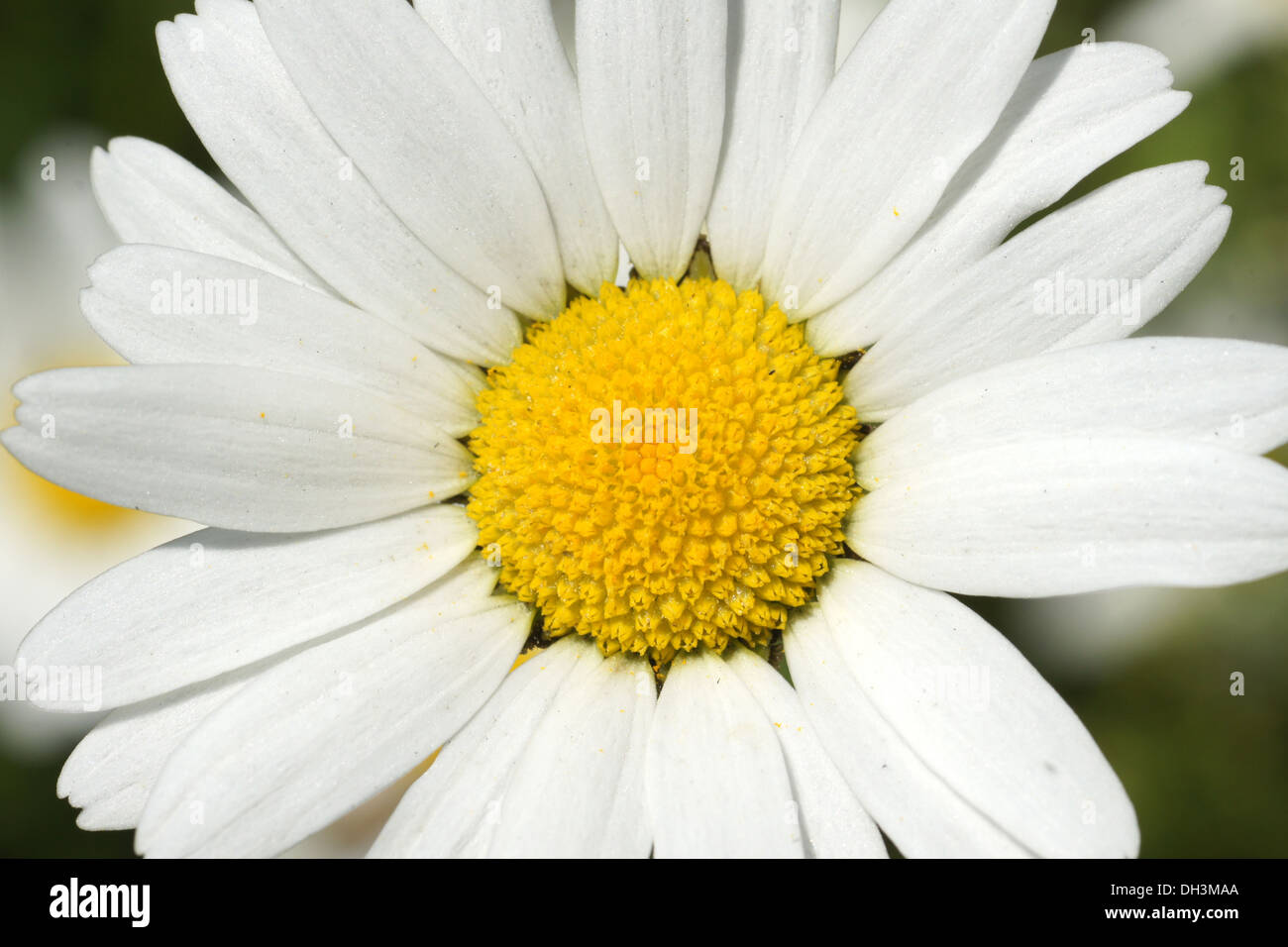 Marguerite staude hi-res stock photography and images - Alamy