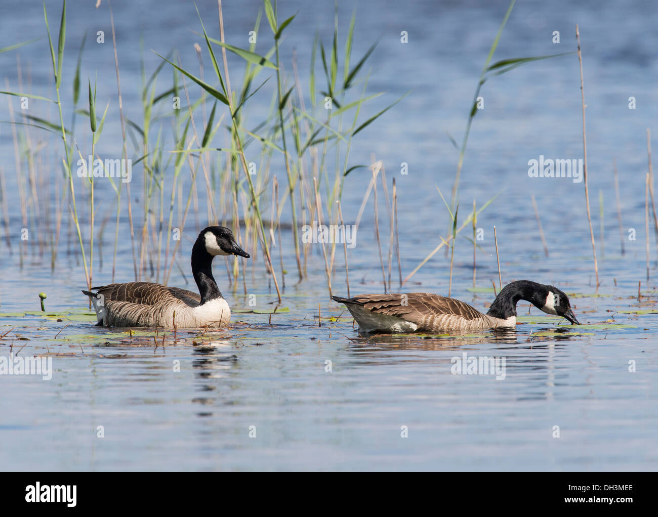 Branta canadensis hi-res stock photography and images - Alamy