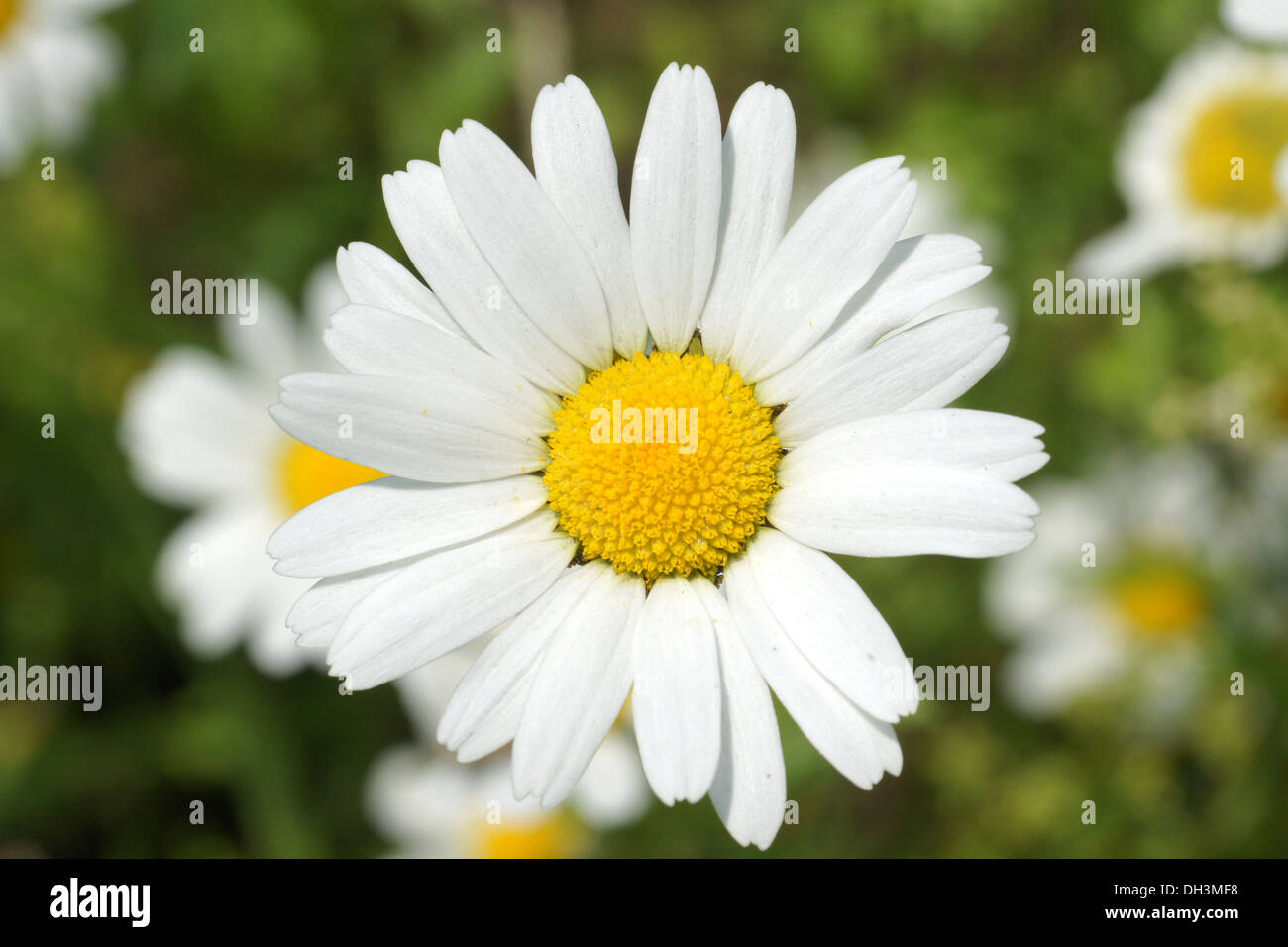 Marguerite staude hi-res stock photography and images - Alamy