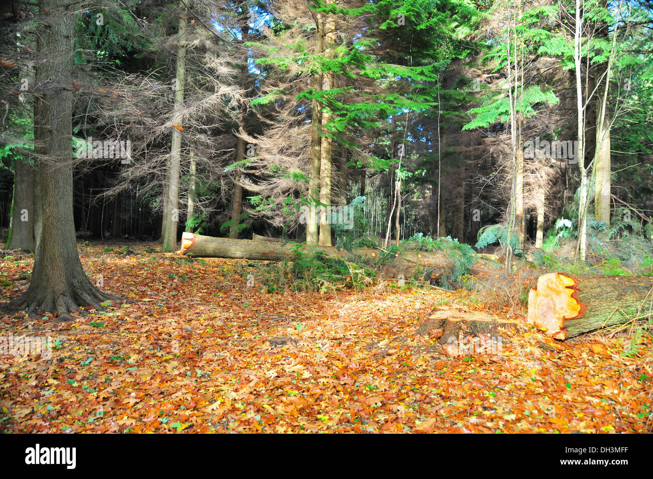Coldwaltham england hi-res stock photography and images - Alamy