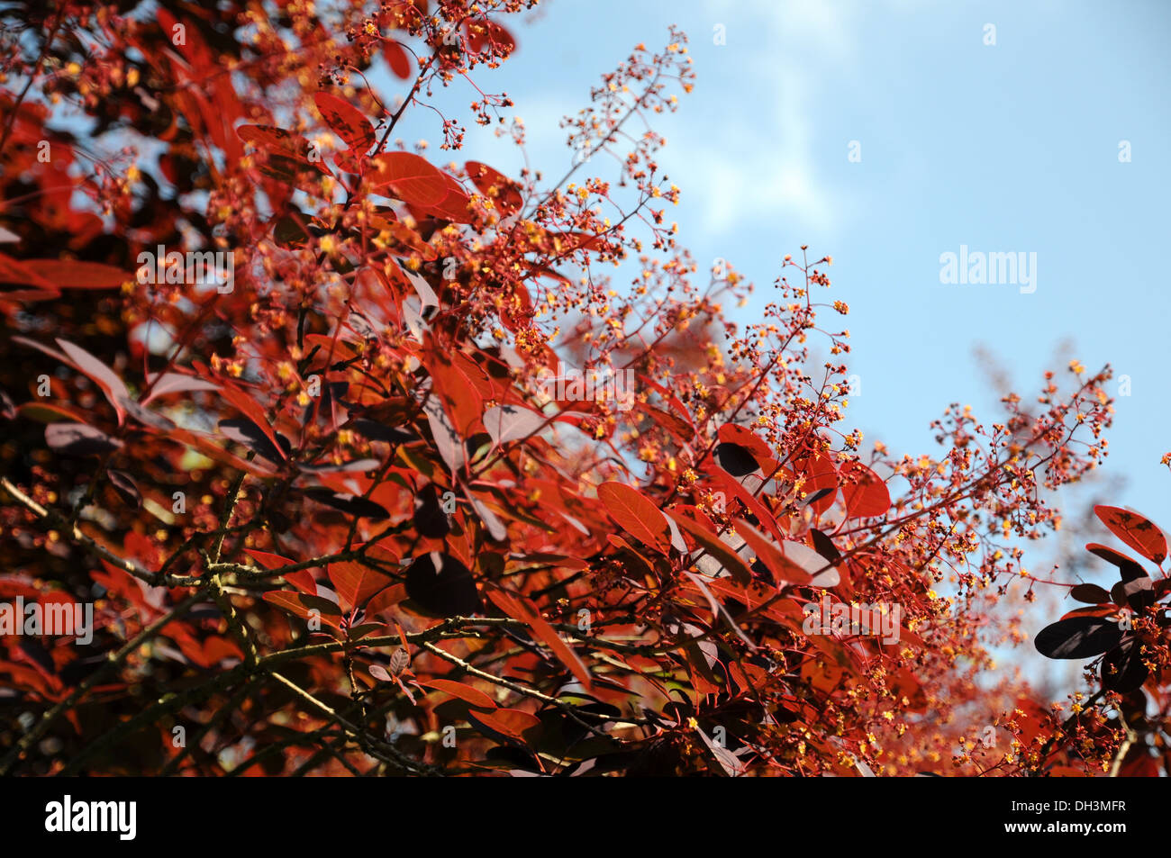 Tree of smoke hi-res stock photography and images - Alamy