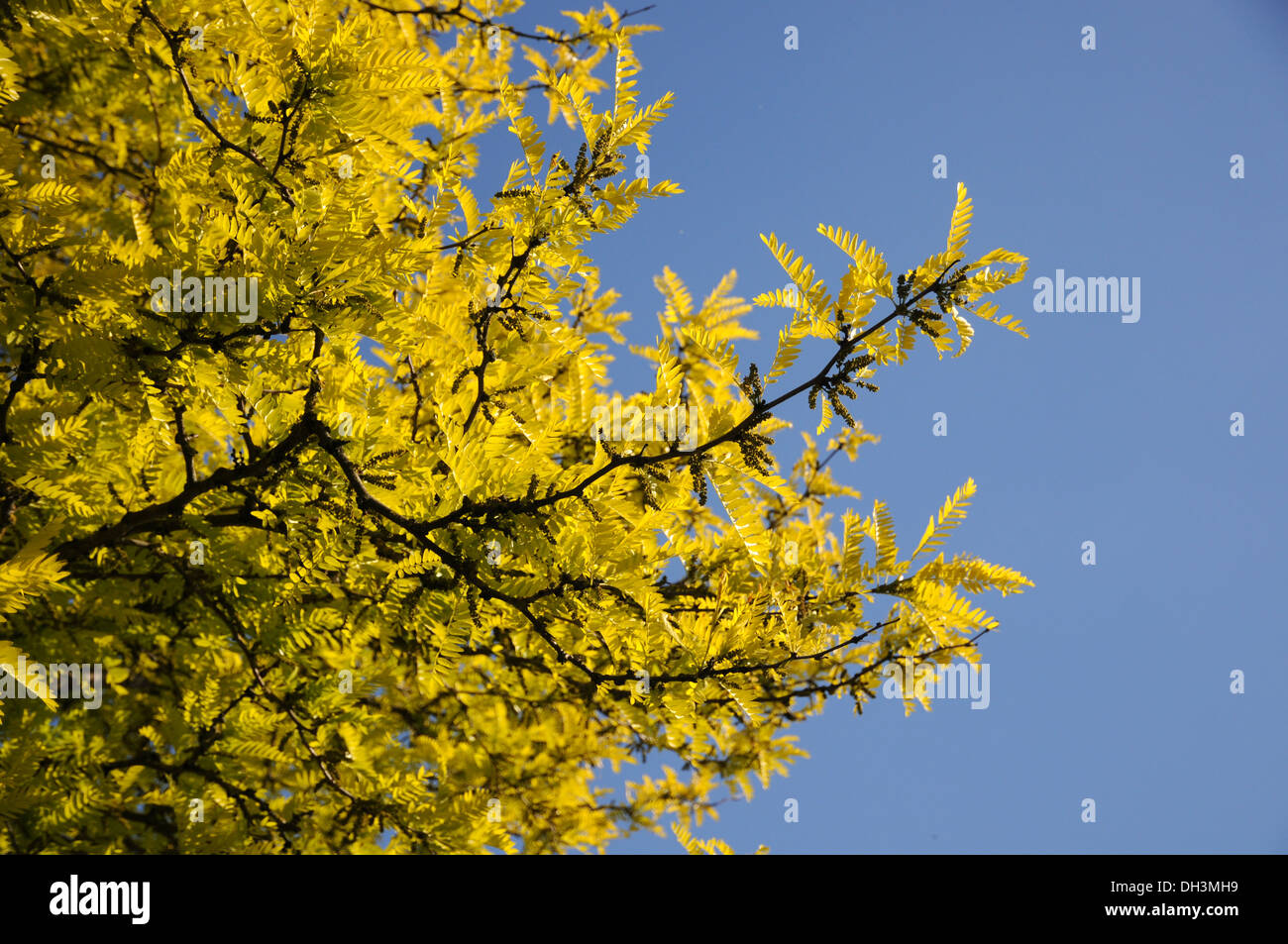 Honey locust sunburst tree hi-res stock photography and images - Alamy