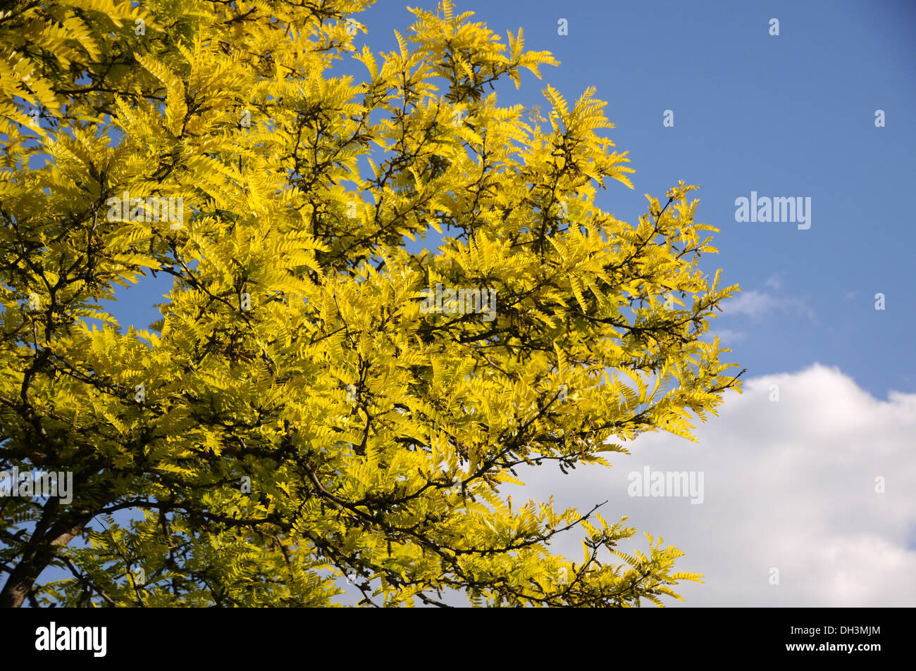 Locust tree thorns hi-res stock photography and images - Alamy