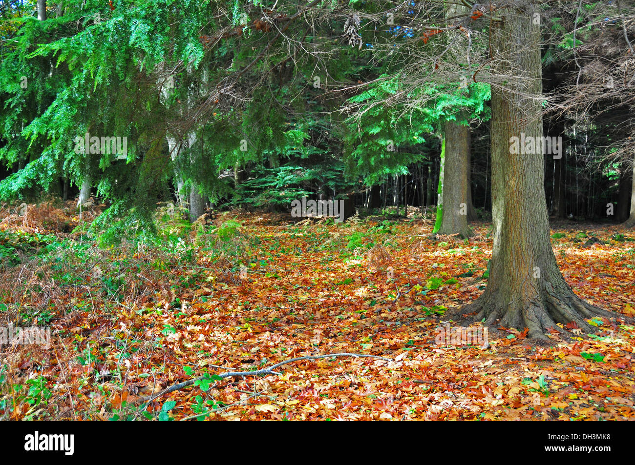 Coldwaltham england hi-res stock photography and images - Alamy