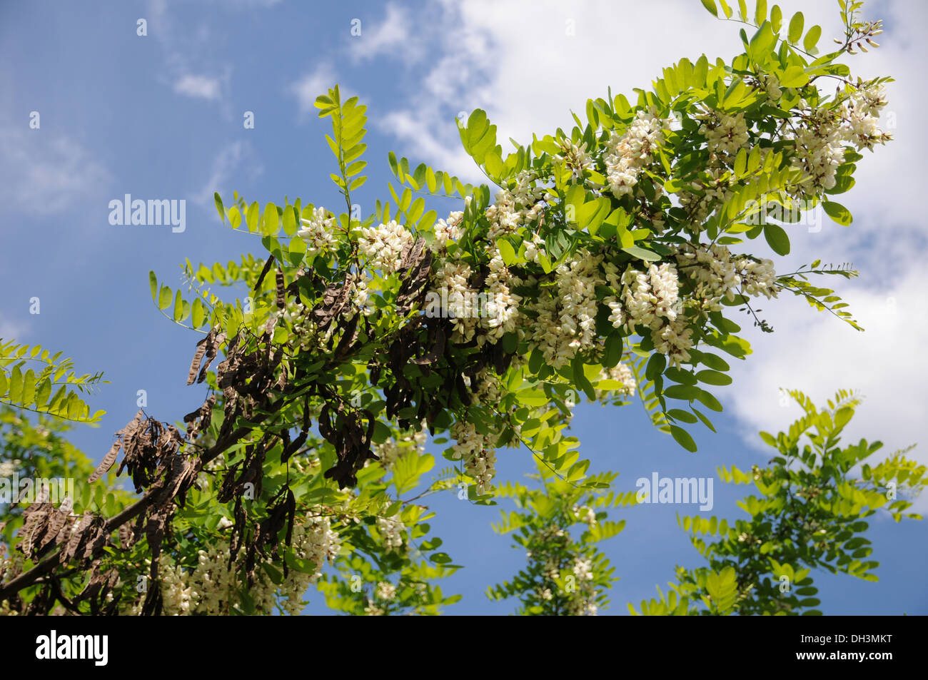 Black Locust Trees High Resolution Stock Photography and Images - Alamy