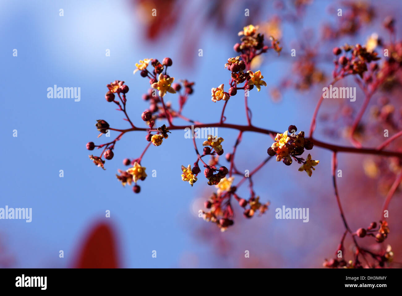 Purple smoke tree hi-res stock photography and images - Alamy