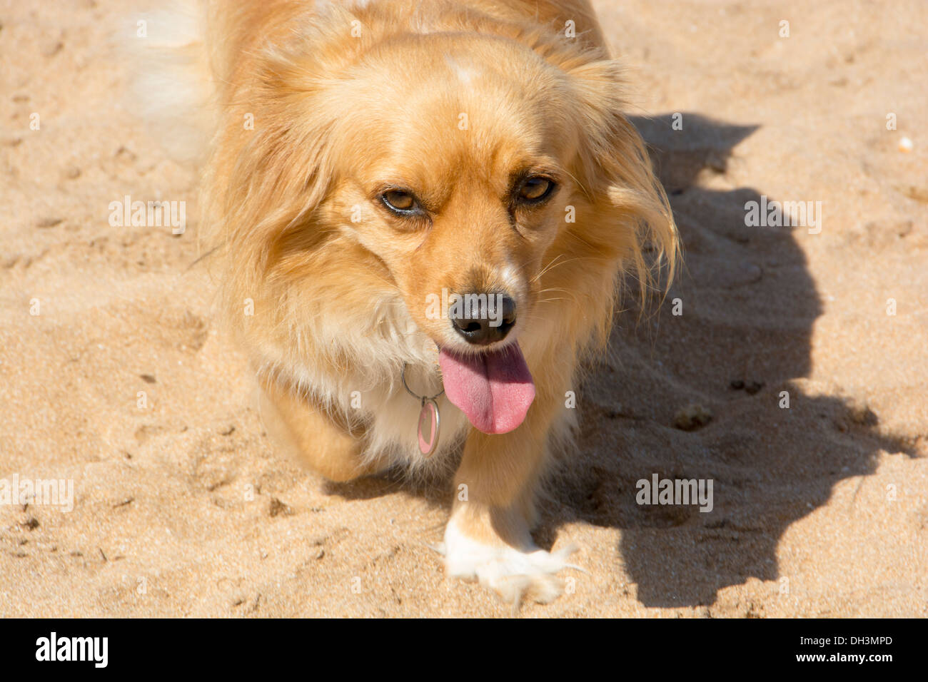 A Docker dog, a cross between a Dachshund and a Cocker Spaniel Stock ...