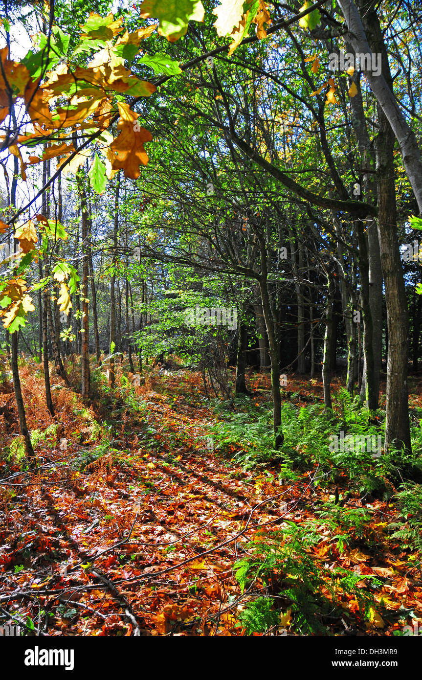 Coldwaltham england hi-res stock photography and images - Alamy