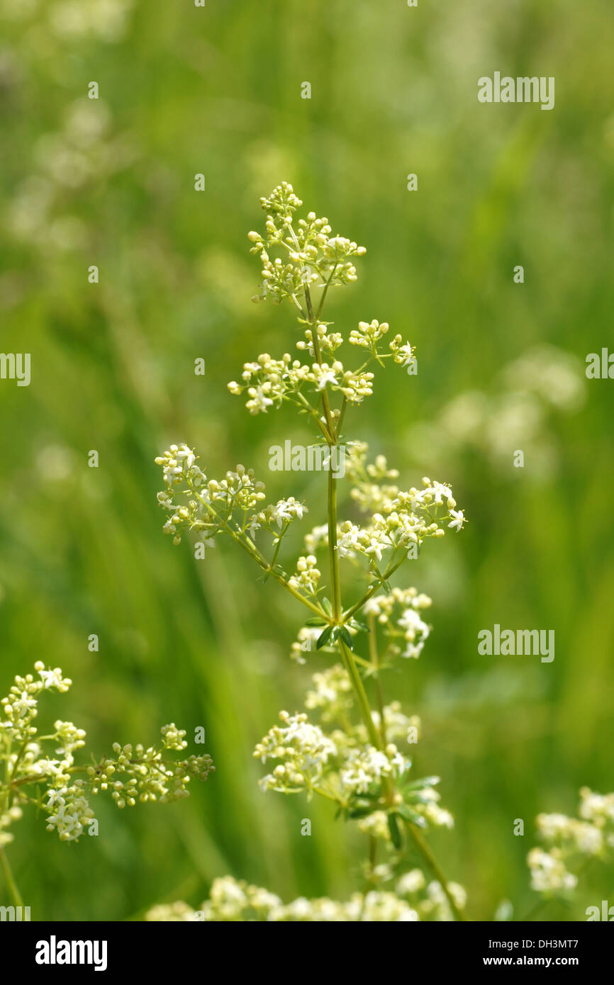 Bedstraw meadow hi-res stock photography and images - Alamy