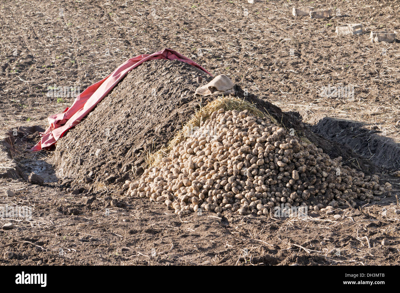 Potato Clamp High Resolution Stock Photography and Images - Alamy