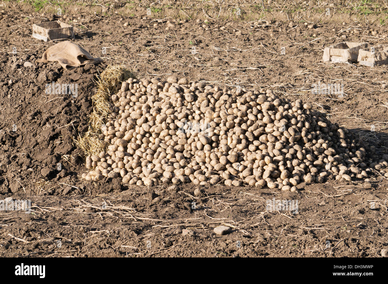 Potato clamp under construction, Beamish museum north east England UK ...