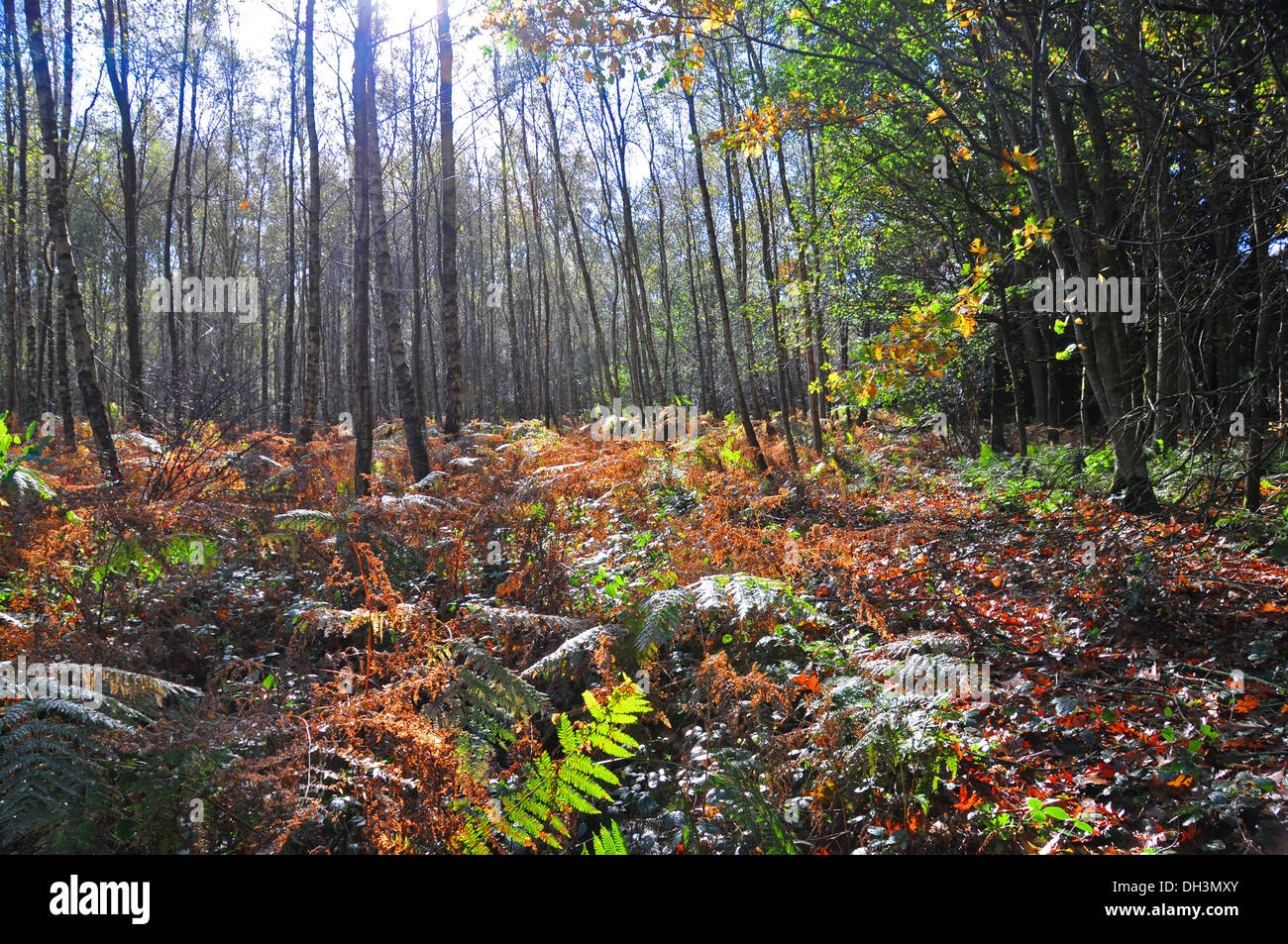 Woods woodland trees hi-res stock photography and images - Alamy