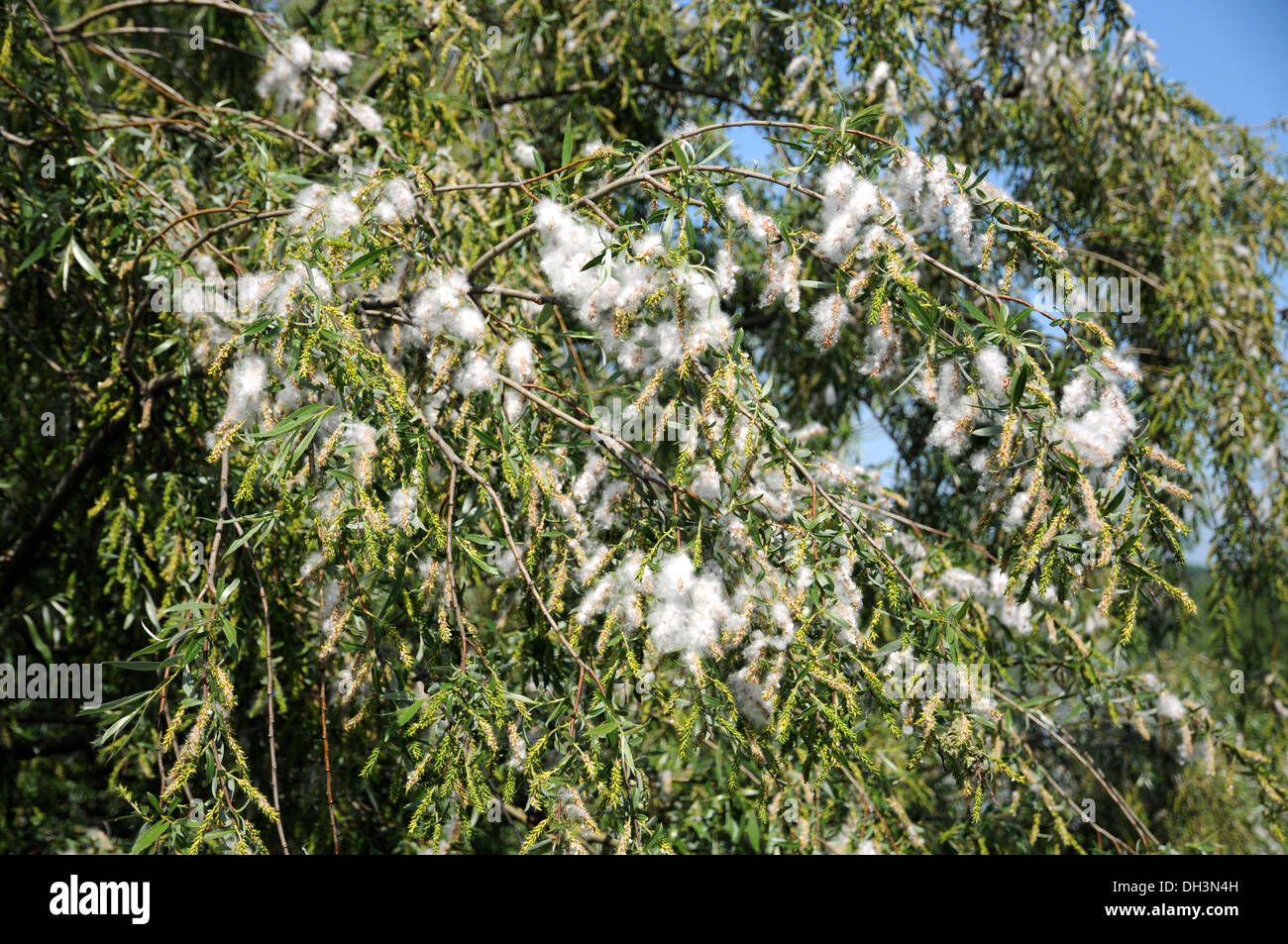 Silberweiden shrub hi-res stock photography and images - Alamy