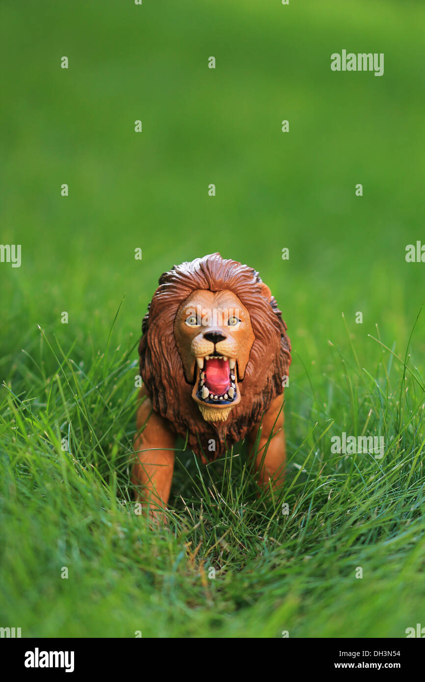 A lion roaring as loud as he can Stock Photo - Alamy