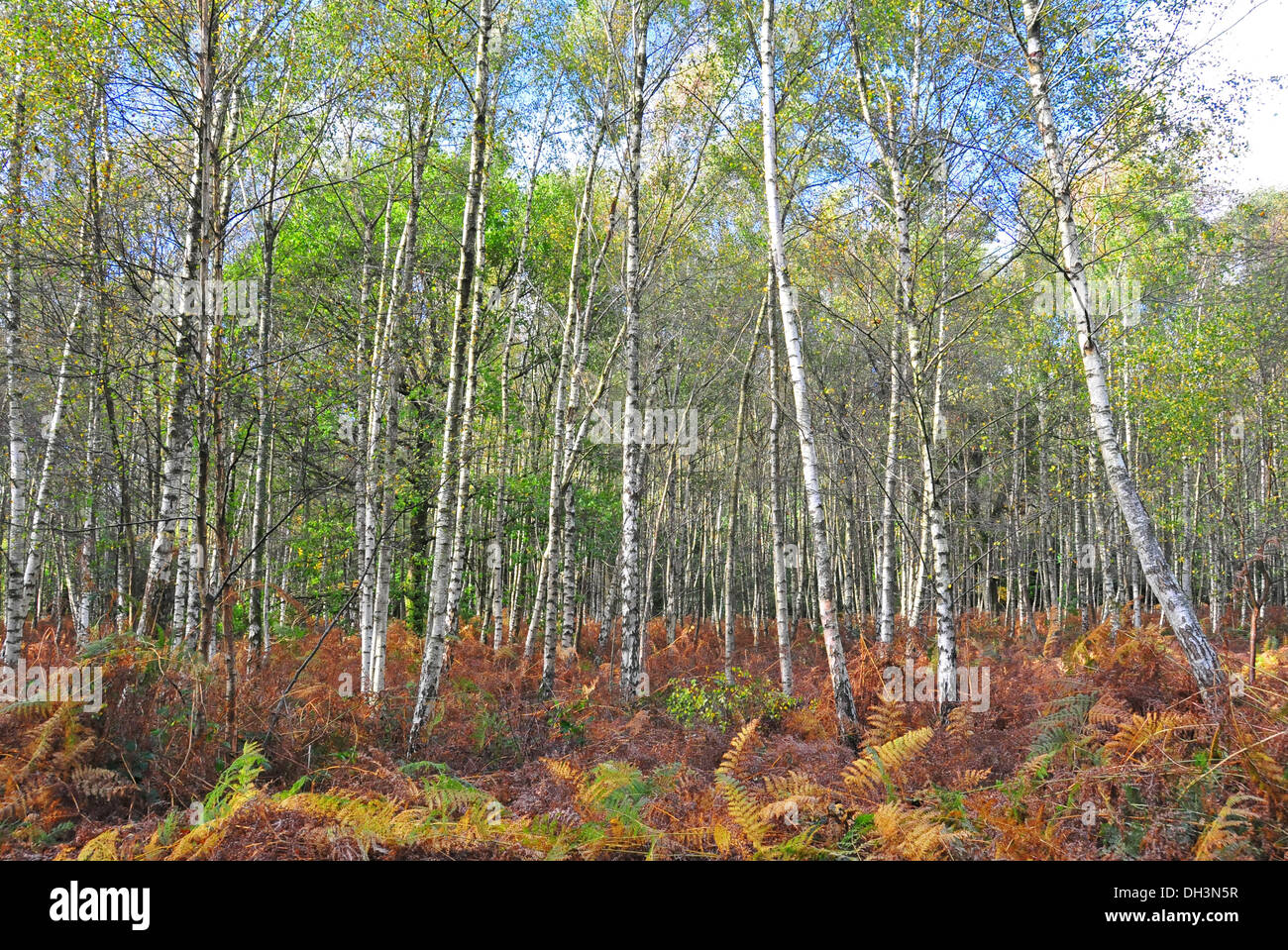 Coldwaltham england hi-res stock photography and images - Alamy