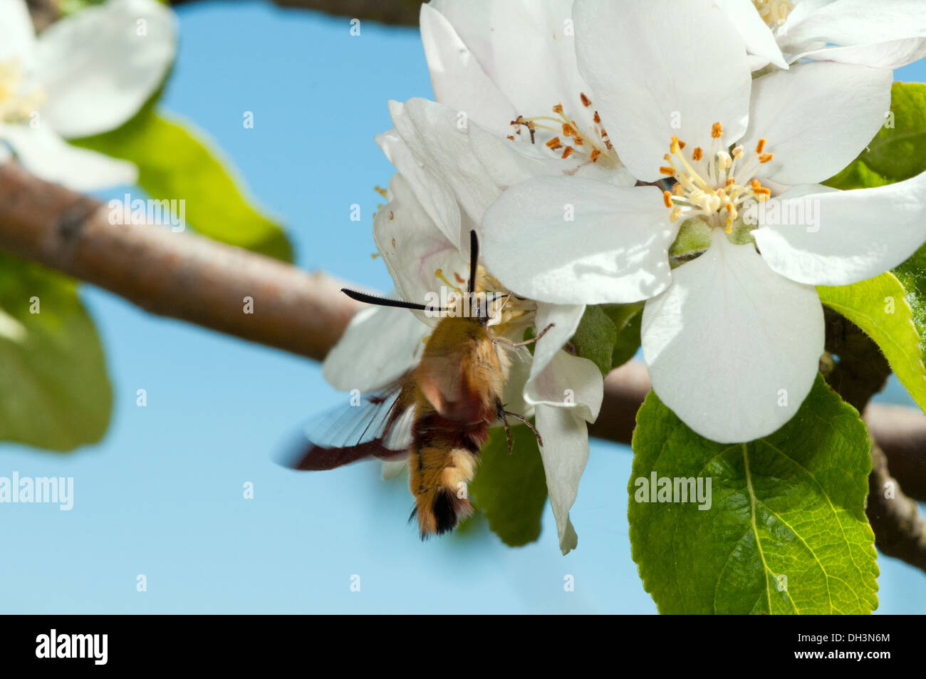 Apple blossom moth hi-res stock photography and images - Alamy