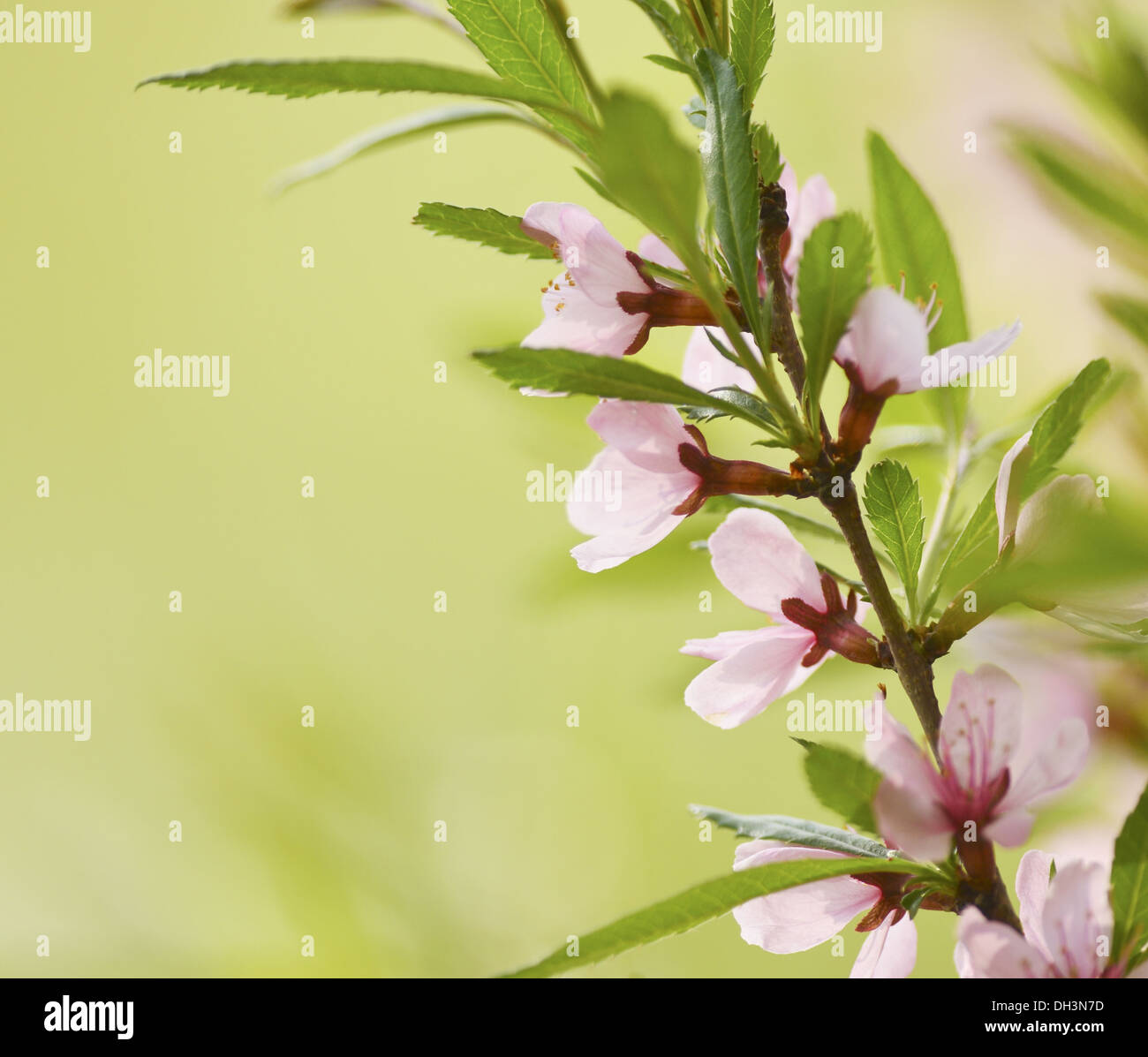 Sakura leaf hi-res stock photography and images - Alamy