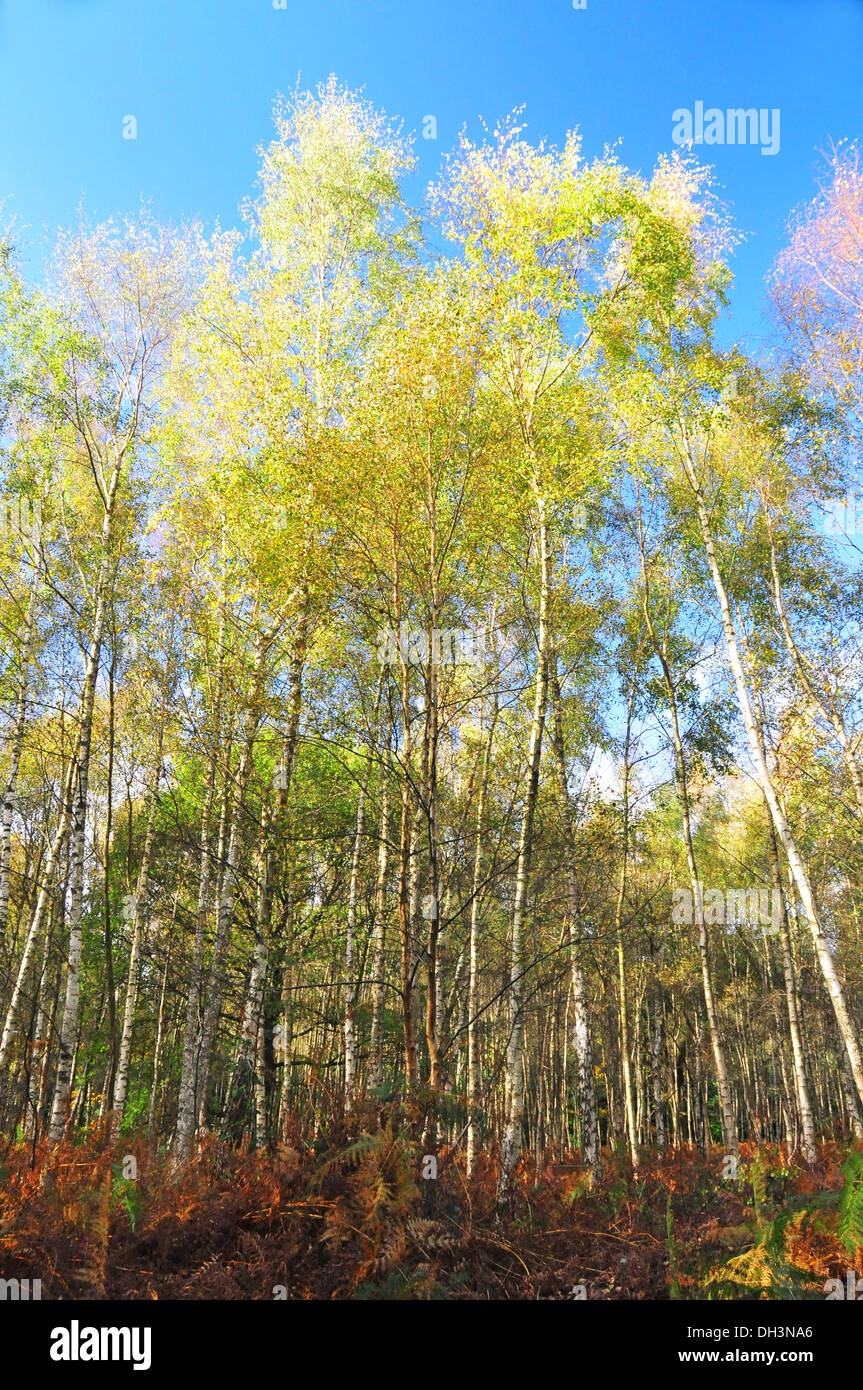 Autumn trees woods sussex hi-res stock photography and images - Alamy