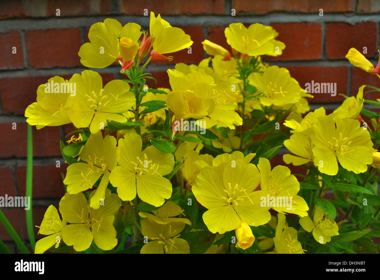 Evening Primrose Latin name Oenothera biennis flowering Stock Photo - Alamy