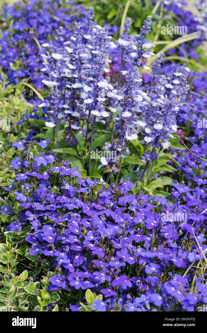 Lobelia hi-res stock photography and images - Alamy