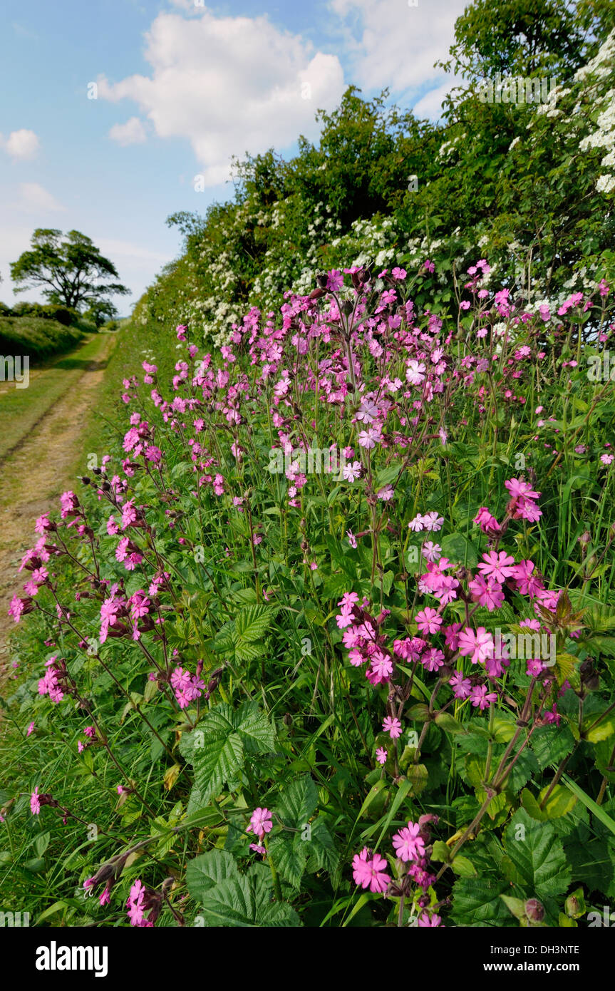 Summer hedge bank with flowering Red campion (Silene dioica Stock Photo ...