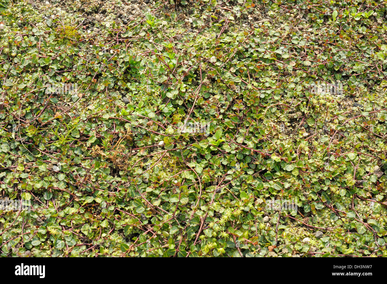 Mitchella repens hi-res stock photography and images - Alamy