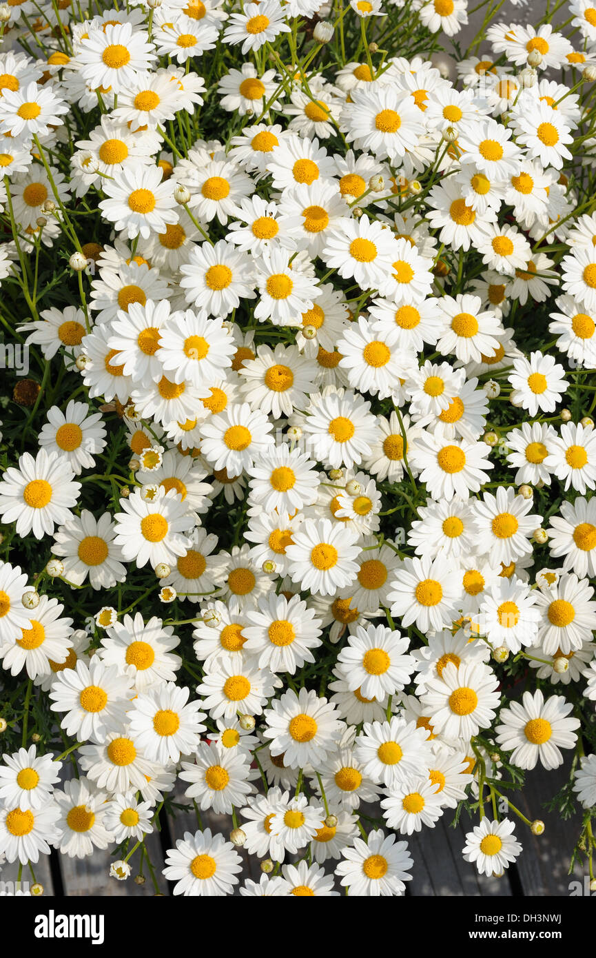 Matricaria flowers hi-res stock photography and images - Alamy