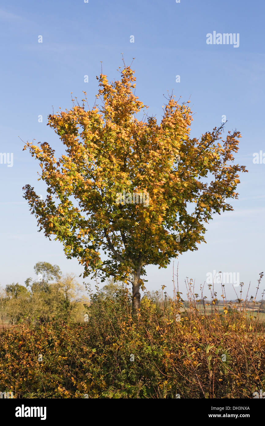 Acer campestre. Field maple in the hedgerow in the British countryside ...
