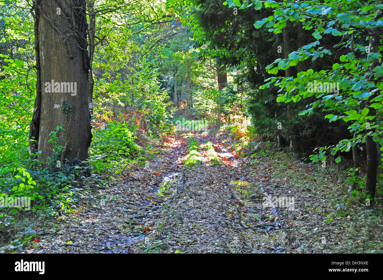 Copse path trees woods hi-res stock photography and images - Alamy
