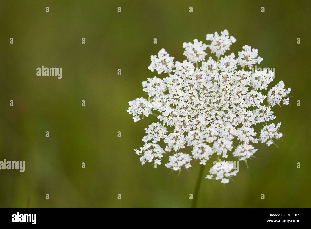 Carrot Plant Flowering High Resolution Stock Photography and Images - Alamy
