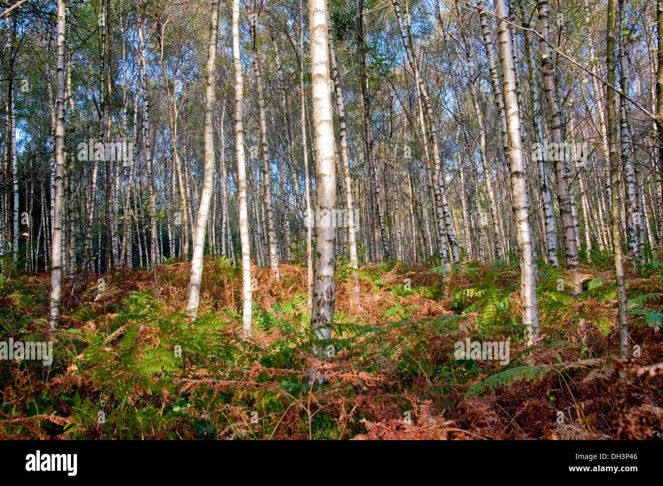 Coldwaltham england hi-res stock photography and images - Alamy