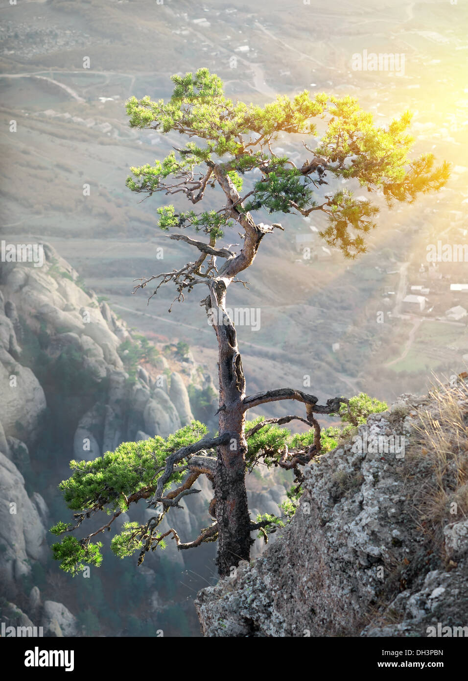 Summer landscape lonely pine hi-res stock photography and images - Alamy