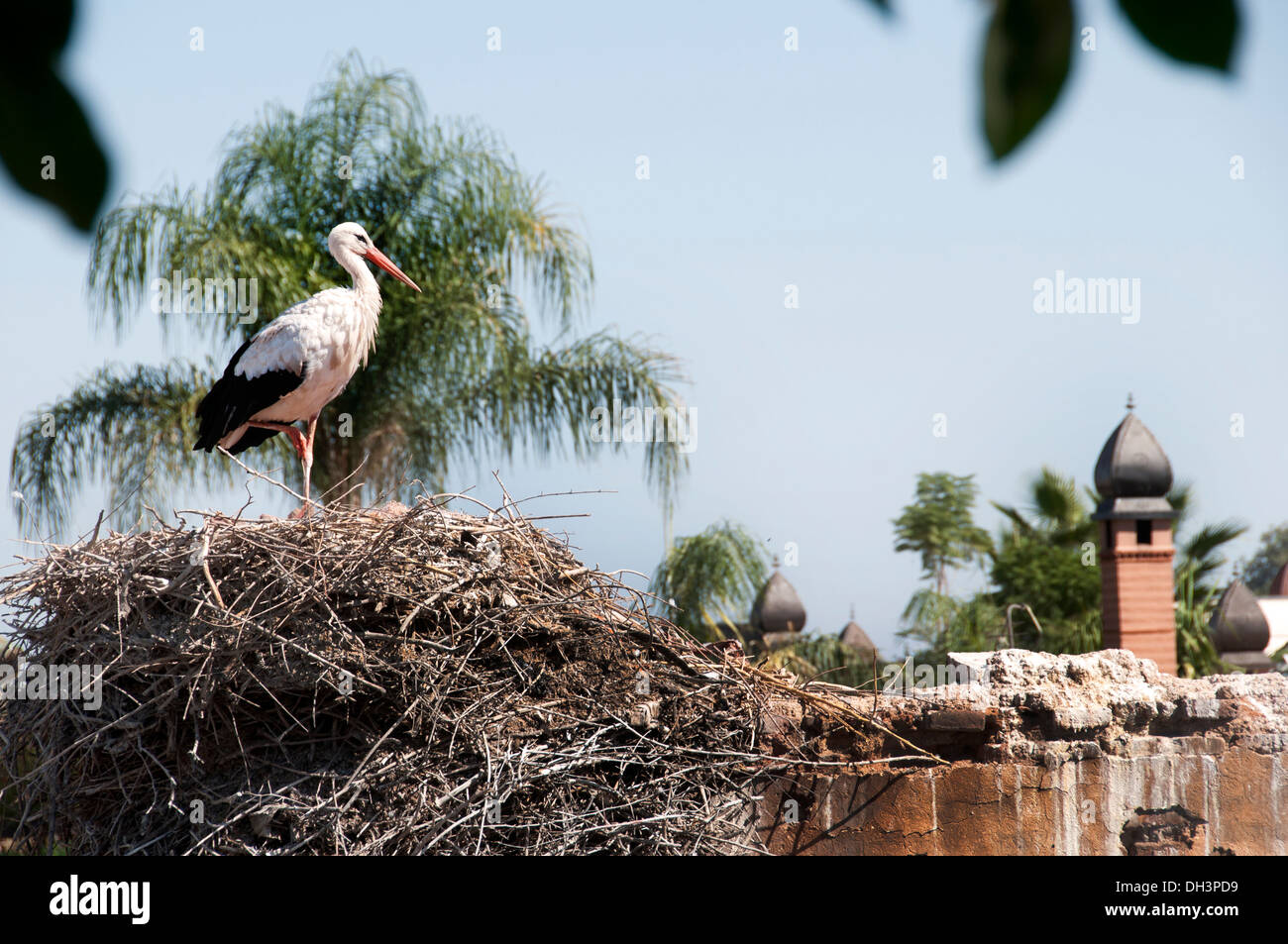 White storks morocco hi-res stock photography and images - Alamy