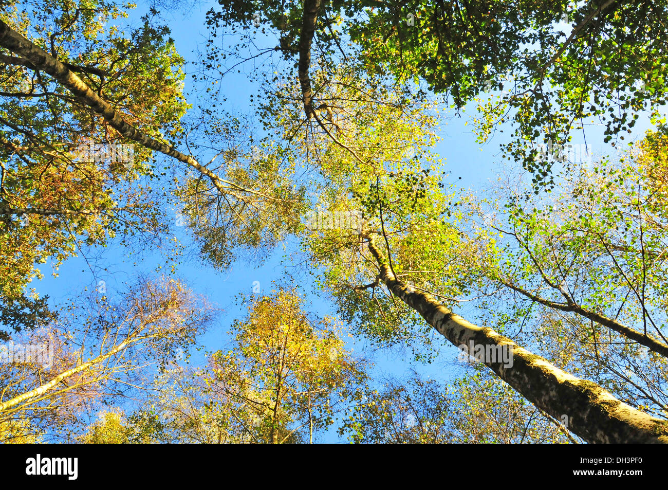 Woods woodland trees hi-res stock photography and images - Alamy