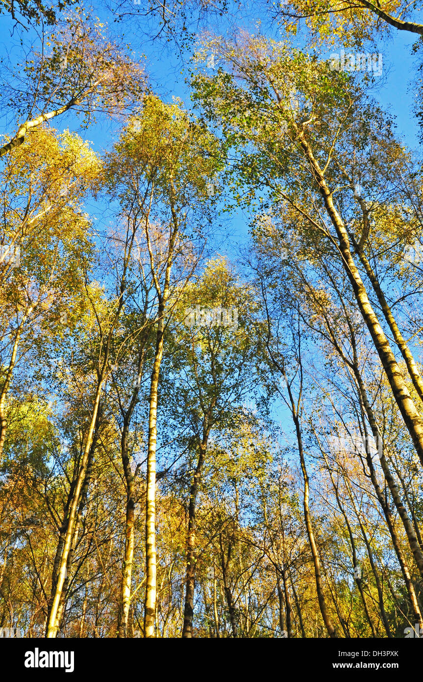 Autumn trees woods sussex hi-res stock photography and images - Alamy