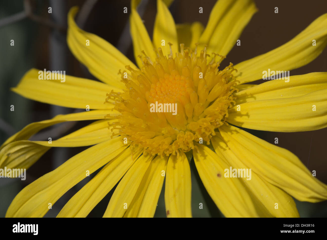 Yellow margerite hi-res stock photography and images - Alamy